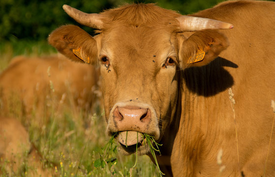 รูปภาพ"Vaca – เลือกดูภาพถ่ายสต็อก เวกเตอร์ และวิดีโอ33,241 | Adobe Stock