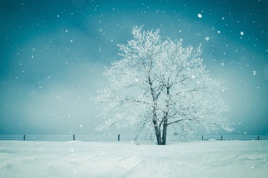 Free Winter Images – Browse 33,733 Free Stock Photos, Vectors, and ...