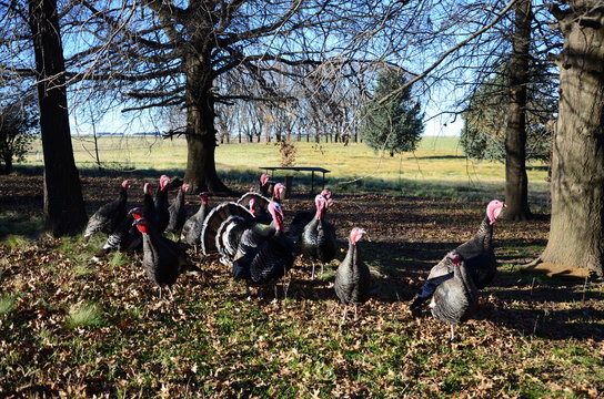 「Pavada」の写真素材 | 27件の無料イラスト画像 | Adobe Stock