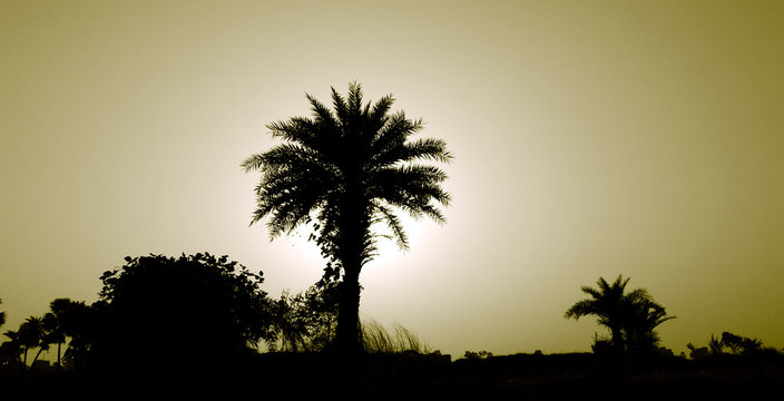 "Dates Tree" Images – Browse 1,028 Stock Photos, Vectors, and Video ...