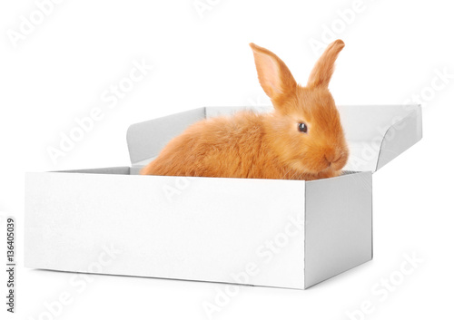 "Cute funny rabbit in box on white background" Stock photo and royalty ...