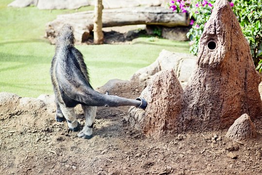 Ant-Eater Images – Browse 5,672 Stock Photos, Vectors, and Video ...