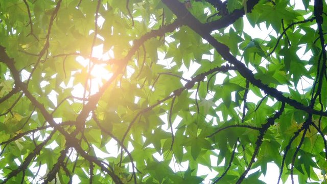 Liquidam Images – Browse 118 Stock Photos, Vectors, and Video | Adobe Stock