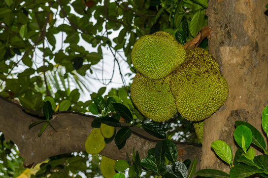 Jackfrucht 影像 – 瀏覽 174 個素材庫相片、向量圖和影片 | Adobe Stock