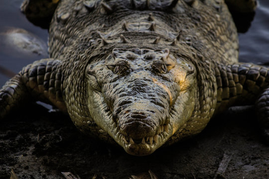 Kayman Images – Browse 17 Stock Photos, Vectors, and Video | Adobe Stock