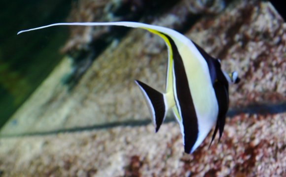 Fischflossenstruktur