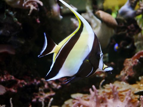 Fischflossenstruktur