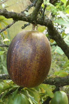 Imagens de Calebassier – Explore Fotografias do Stock, Vetores e Vídeos ...