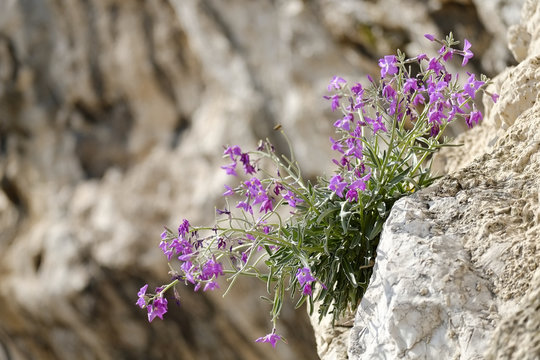 Violier Images – Browse 39 Stock Photos, Vectors, and Video | Adobe Stock