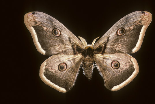 Pyri Bilder – Durchsuchen 822 Archivfotos, Vektorgrafiken und Videos ...