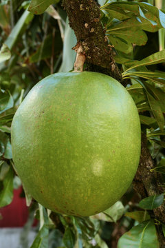 Imágenes de Calebassier: descubre bancos de fotos, ilustraciones ...