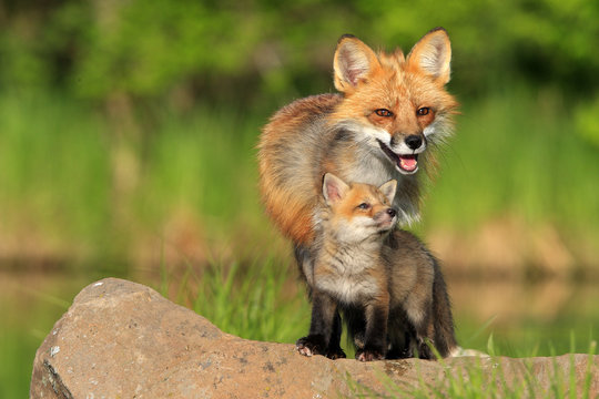 รูปภาพRenardeau – เลือกดูภาพถ่ายสต็อก เวกเตอร์ และวิดีโอ321 | Adobe Stock