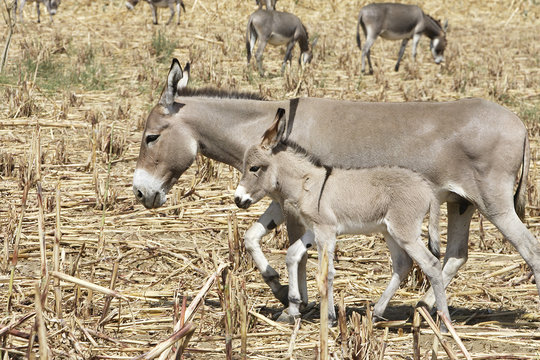 รูปภาพAnon – เลือกดูภาพถ่ายสต็อก เวกเตอร์ และวิดีโอ11,695 | Adobe Stock