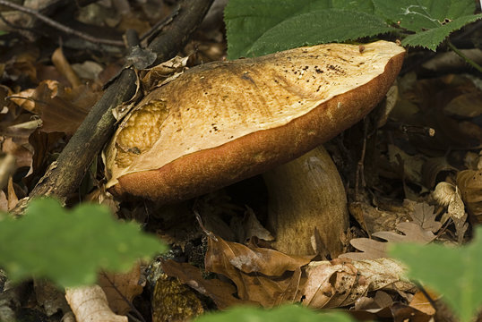 Blafard Images – Browse 27 Stock Photos, Vectors, and Video | Adobe Stock