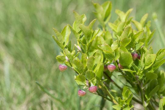 Myrtillier Images – Browse 44 Stock Photos, Vectors, and Video | Adobe ...