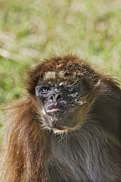 Arachnoide Bilder – Durchsuchen 74 Archivfotos, Vektorgrafiken und ...