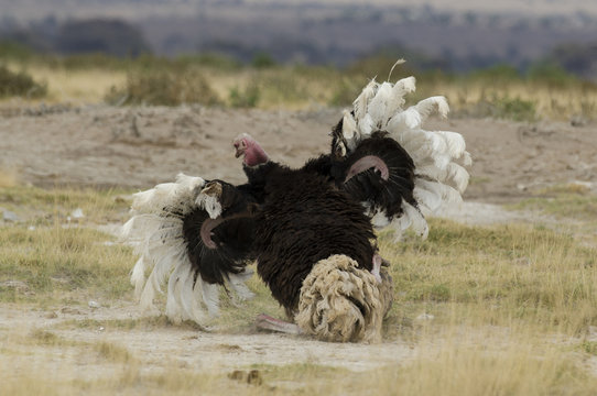รูปภาพAccouplement – เลือกดูภาพถ่ายสต็อก เวกเตอร์ และวิดีโอ1,538 ...