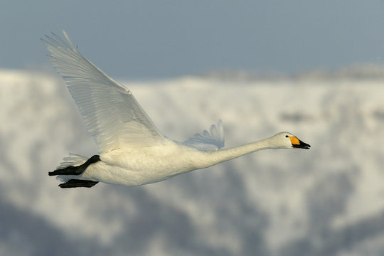 「Cygnus」の画像 - 59,783 件の Stock 写真、ベクターおよびビデオ | Adobe Stock