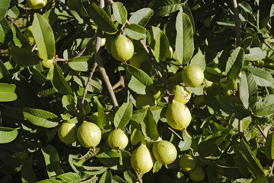 "Psidium Guajava" Images – Browse 7,826 Stock Photos, Vectors, and ...