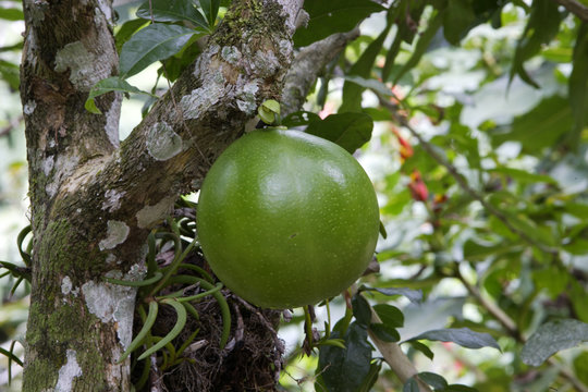 Calebassier bilder – Bläddra bland 15 stockfoton, vektorer och videor ...
