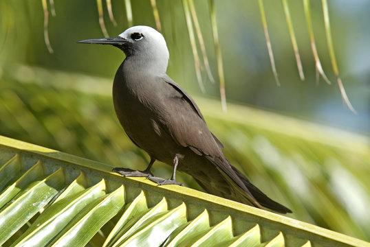 Anous 이미지 – 찾아보기 247 스톡 사진, 벡터 및 비디오 | Adobe Stock