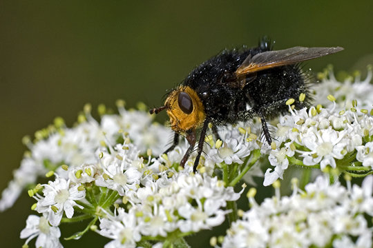 「Tachinaire」の写真素材 | 43件の無料イラスト画像 | Adobe Stock
