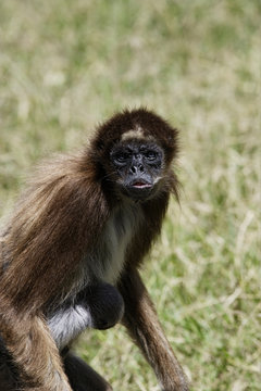 Arachnoide Bilder – Durchsuchen 74 Archivfotos, Vektorgrafiken und ...