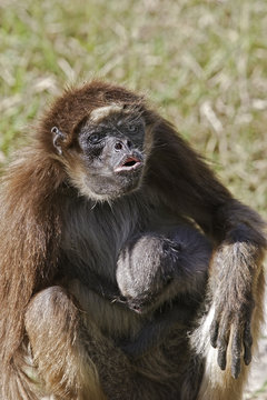 Arachnoide Bilder – Durchsuchen 74 Archivfotos, Vektorgrafiken und ...