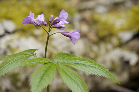 Foliole Bilder – Durchsuchen 1,188 Archivfotos, Vektorgrafiken und ...
