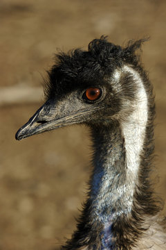 รูปภาพEmeu – เลือกดูภาพถ่ายสต็อก เวกเตอร์ และวิดีโอ24,782 | Adobe Stock