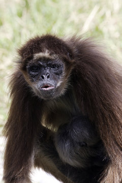 Arachnoide Bilder – Durchsuchen 74 Archivfotos, Vektorgrafiken und ...