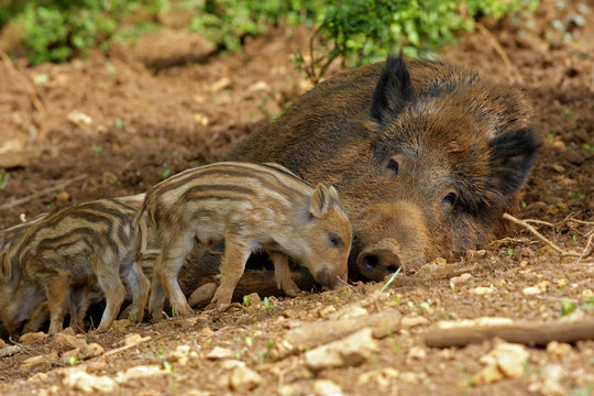 Marcassin bilder – Bläddra bland 2,940 stockfoton, vektorer och videor ...