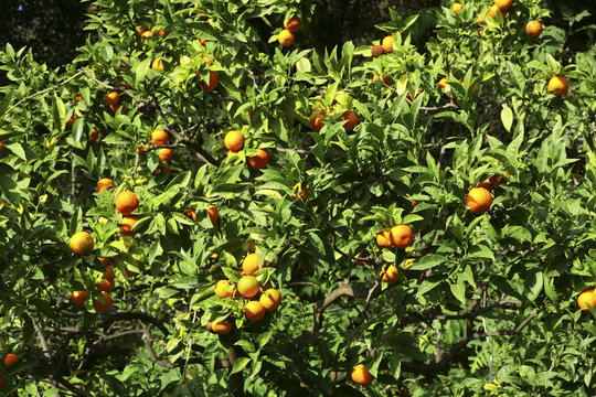 รูปภาพBigaradier – เลือกดูภาพถ่ายสต็อก เวกเตอร์ และวิดีโอ84 | Adobe Stock