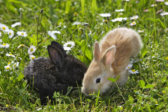 Lapereau Images – Browse 272 Stock Photos, Vectors, and Video | Adobe Stock