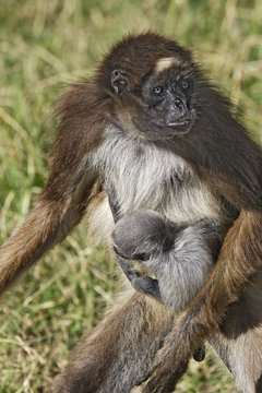 Arachnoide Bilder – Durchsuchen 74 Archivfotos, Vektorgrafiken und ...