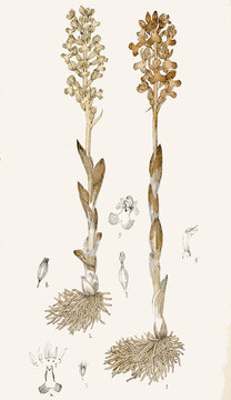 "Plante Parasite" Images – Browse 159 Stock Photos, Vectors, and Video ...
