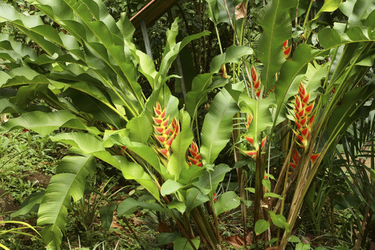 Balisier Images – Parcourir 451 le catalogue de photos, vecteurs et ...