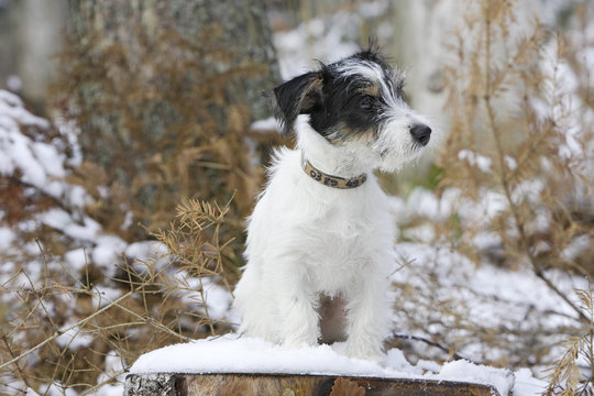 Schnauzer Jack Russell Terrier Mix