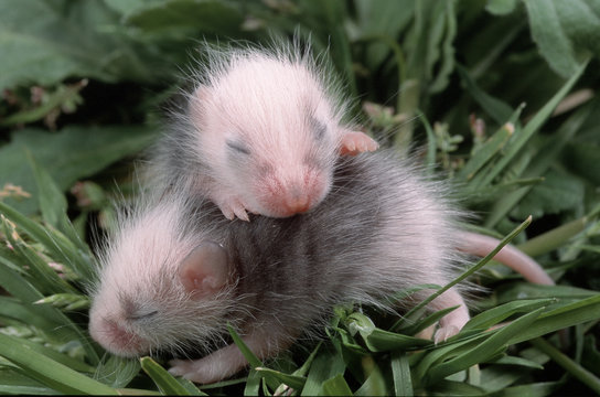 "Mastomys Natalensis" Images – Browse 17 Stock Photos, Vectors, and ...