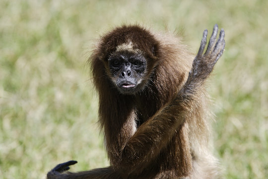 Arachnoide Bilder – Durchsuchen 74 Archivfotos, Vektorgrafiken und ...