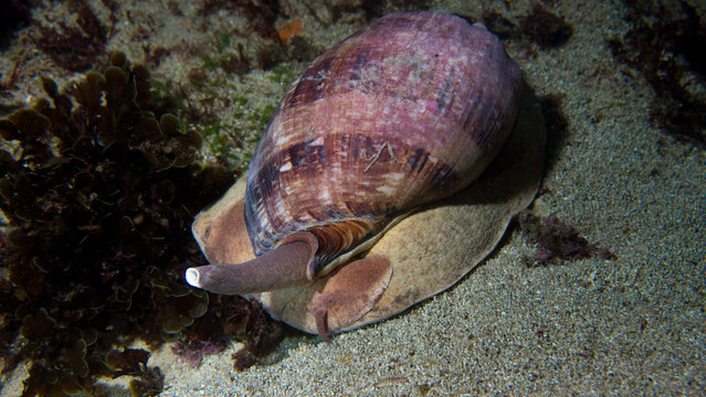 "Sea Snail" Bilder – Durchsuchen 17,740 Archivfotos, Vektorgrafiken und ...