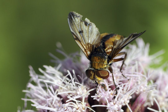 「Phasia」の写真素材 | 85件の無料イラスト画像 | Adobe Stock