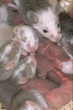 "Mastomys Natalensis" Images – Browse 13 Stock Photos, Vectors, and ...