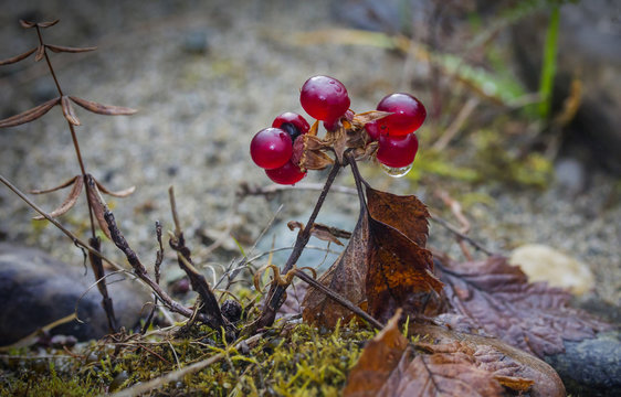 Stoneberry Images – Browse 26 Stock Photos, Vectors, and Video | Adobe ...