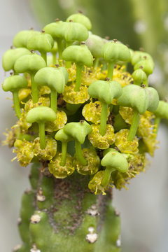 Cactus Euphorbia Royleana