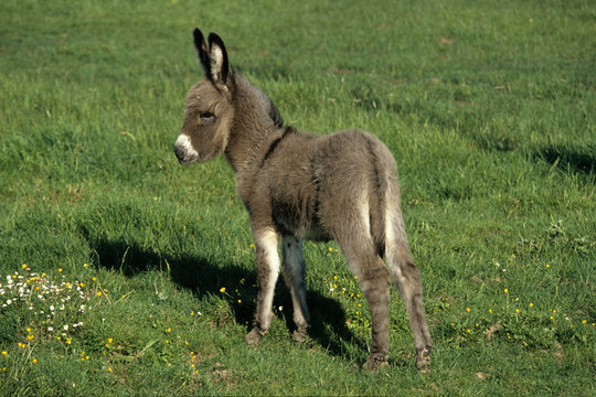 รูปภาพAnon – เลือกดูภาพถ่ายสต็อก เวกเตอร์ และวิดีโอ11,695 | Adobe Stock