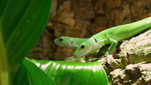 รูปภาพLacertid – เลือกดูภาพถ่ายสต็อก เวกเตอร์ และวิดีโอ28,890 | Adobe Stock