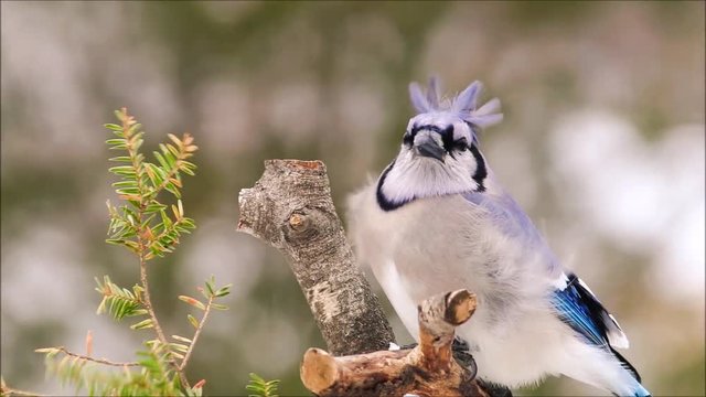 Jaybird Images – Browse 16,320 Stock Photos, Vectors, and Video | Adobe ...