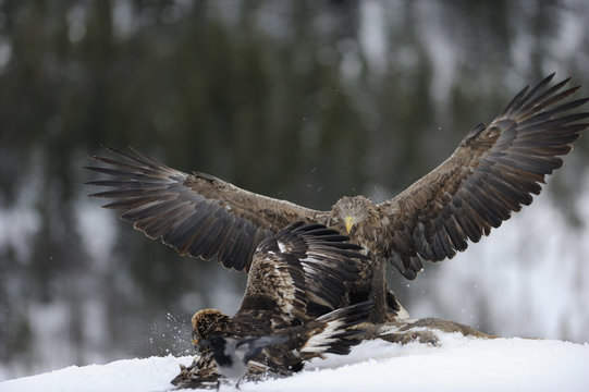 Scavangers Imagens – Procure 42 fotos, vetores e vídeos | Adobe Stock