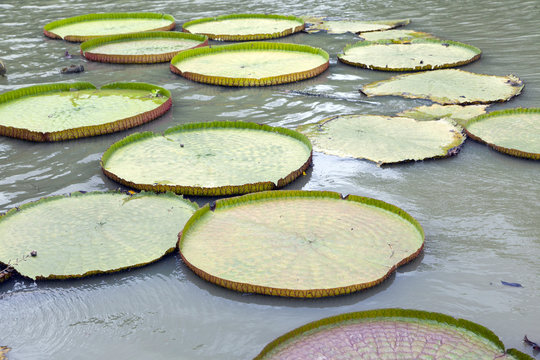 "Amazon Lily" Images – Browse 358 Stock Photos, Vectors, and Video ...